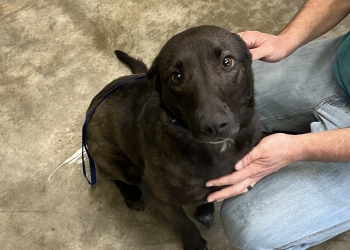 Bartlesville Radio » News » WSPCA Introduces Yokiko