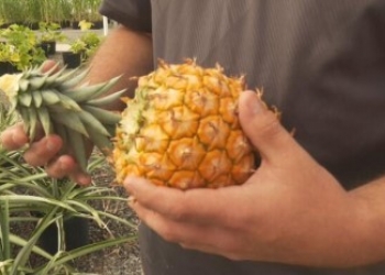 Bartlesville Radio » News » News On 6 Report: Pineapples in Pawhuska